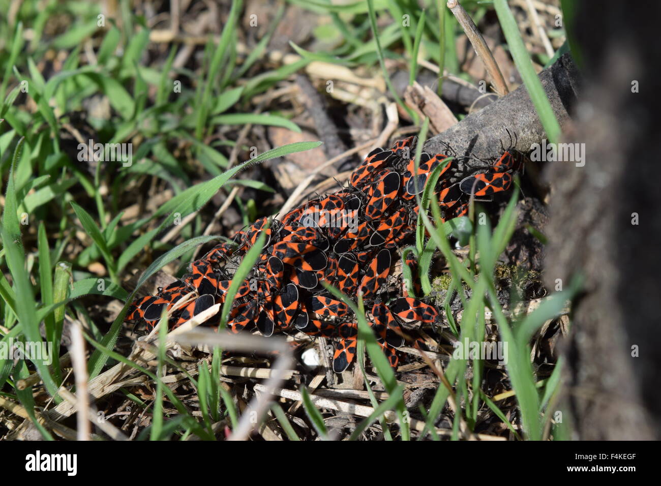 Two firebugs mating and walking backwards. Spring nature fire bug red ...