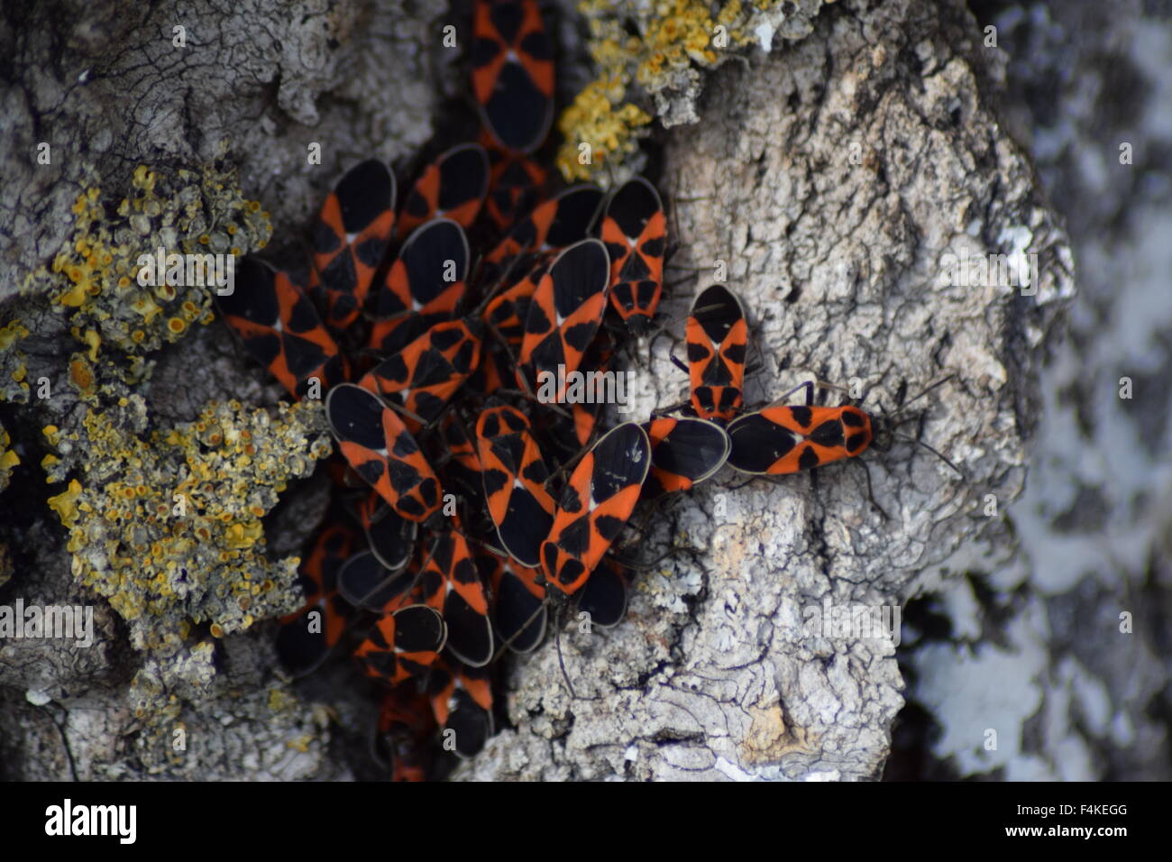 Two firebugs mating and walking backwards. Spring nature fire bug red ...
