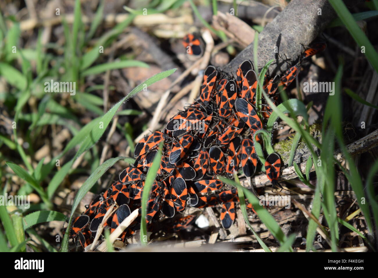 Two firebugs mating and walking backwards. Spring nature fire bug red ...