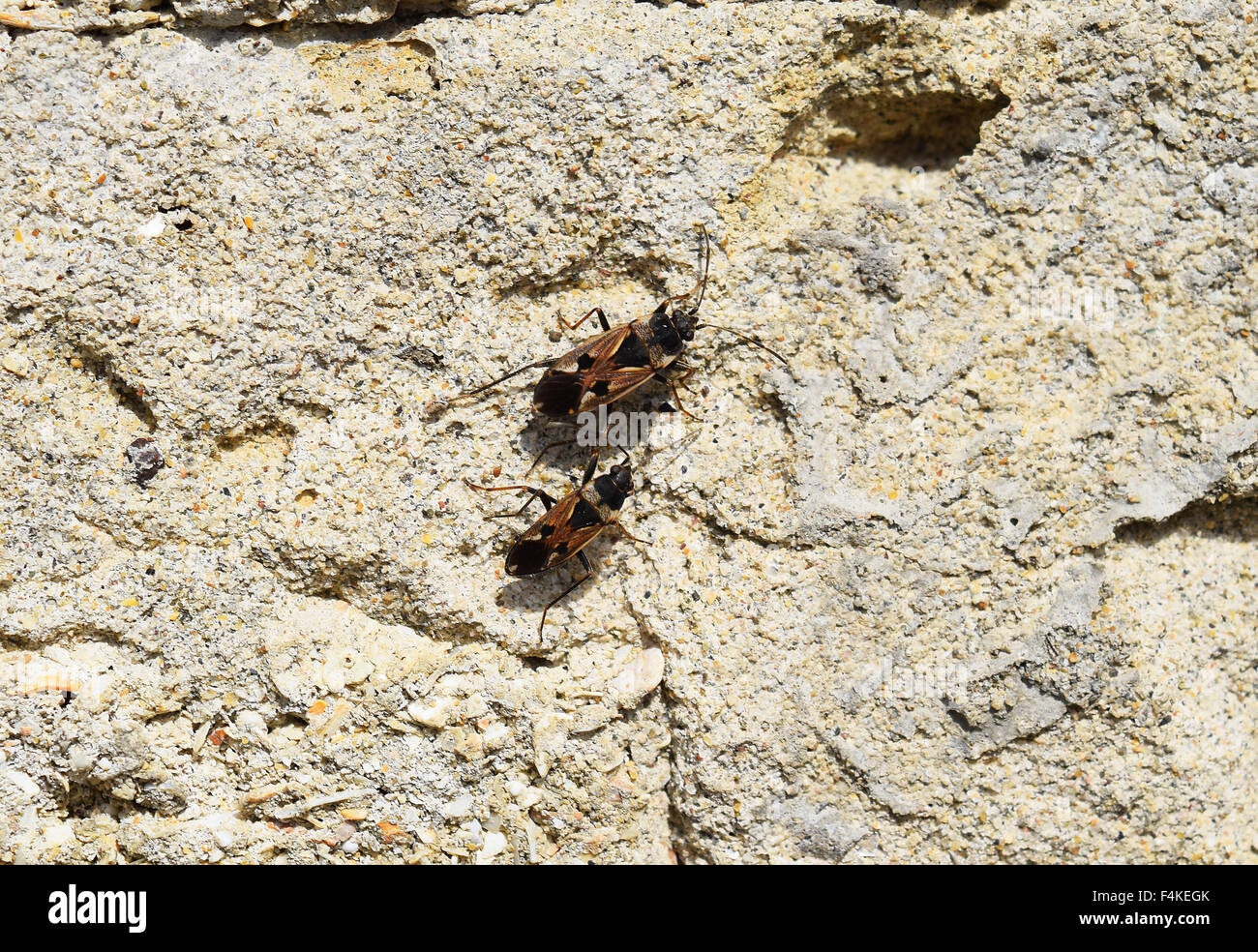 Two firebugs mating and walking backwards. Spring nature fire bug red ...