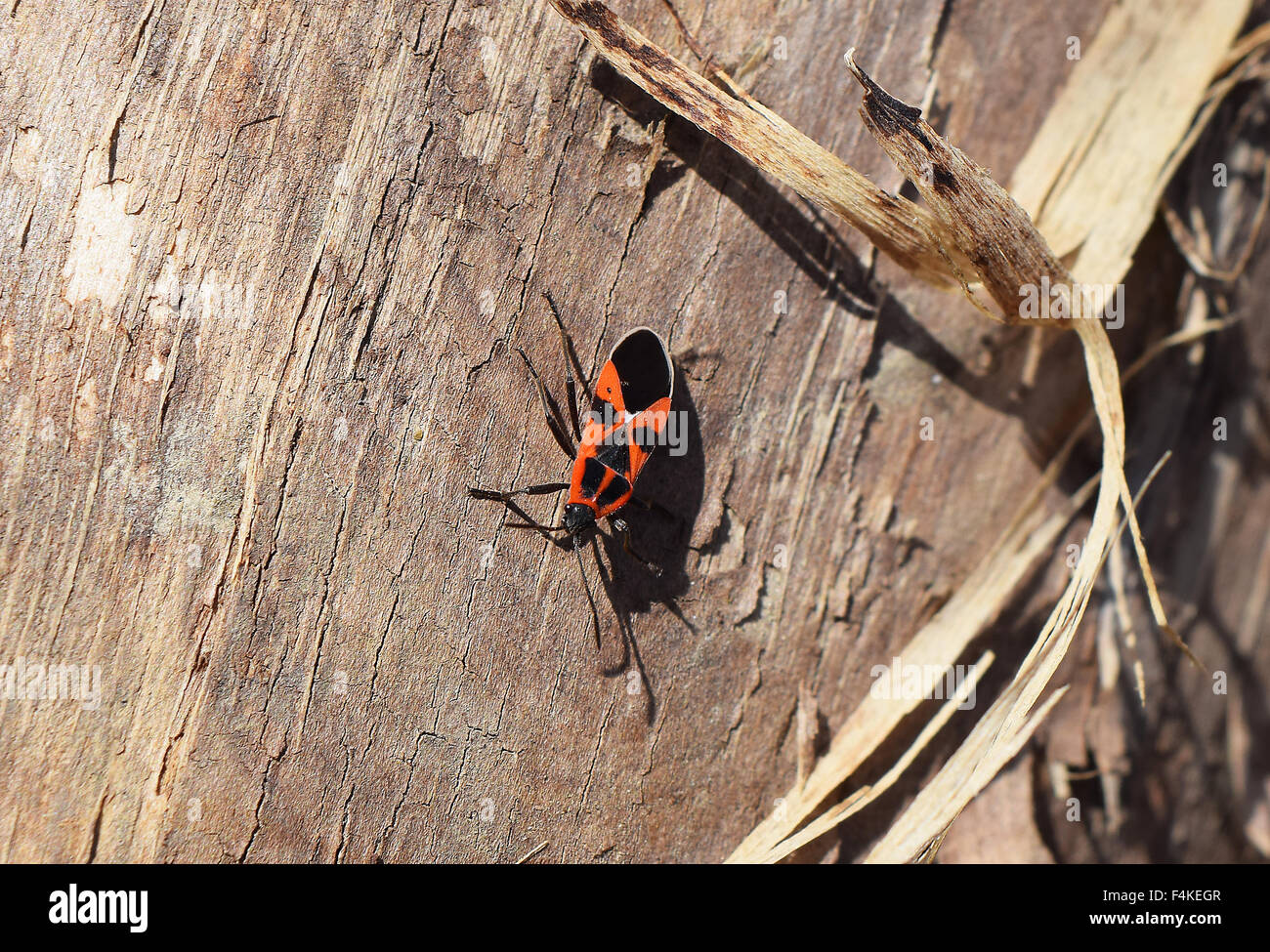 Two firebugs mating and walking backwards. Spring nature fire bug red ...
