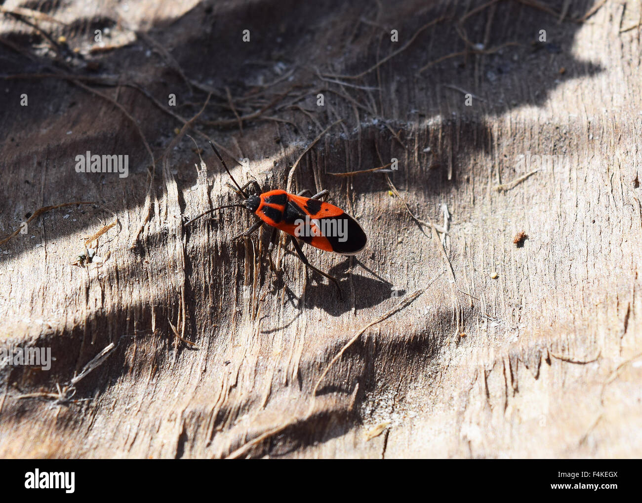 The image of red bugs in a native habitat Stock Photo - Alamy