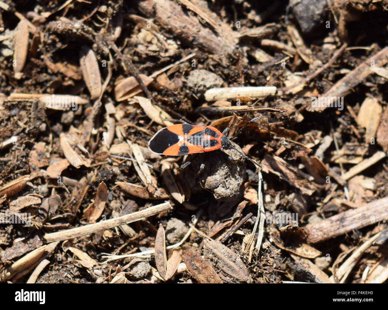 The image of red bugs in a native habitat Stock Photo - Alamy