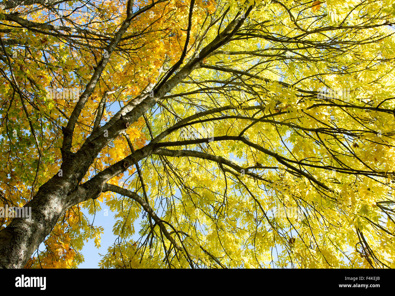 Fraxinus excelsior. Ash tree in autumn against a blue sky in Scotland ...