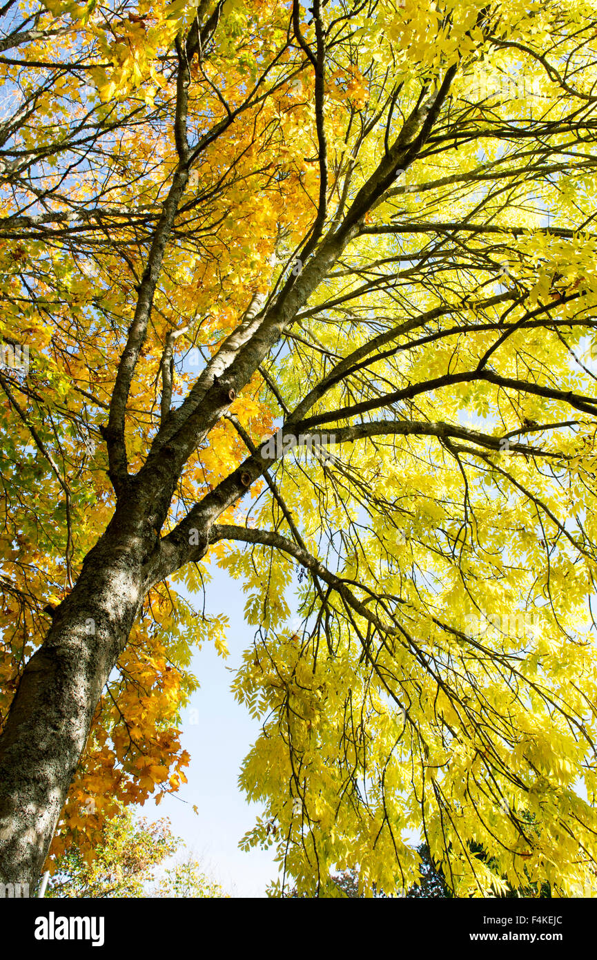 Fraxinus excelsior. Ash tree in autumn against a blue sky in Scotland ...