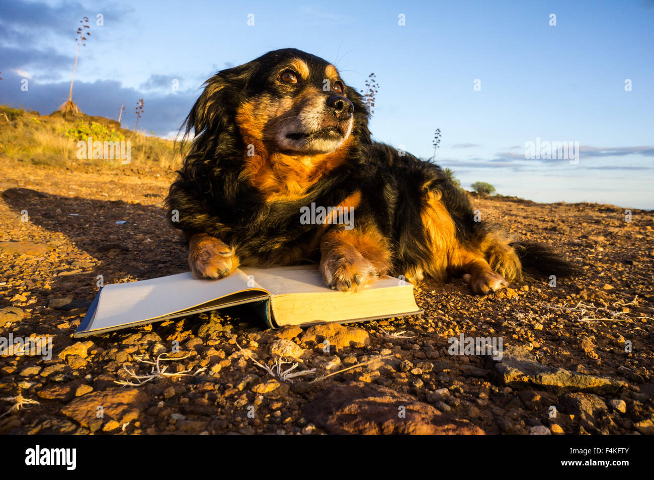 Reading a book with her labrador hi-res stock photography and images ...