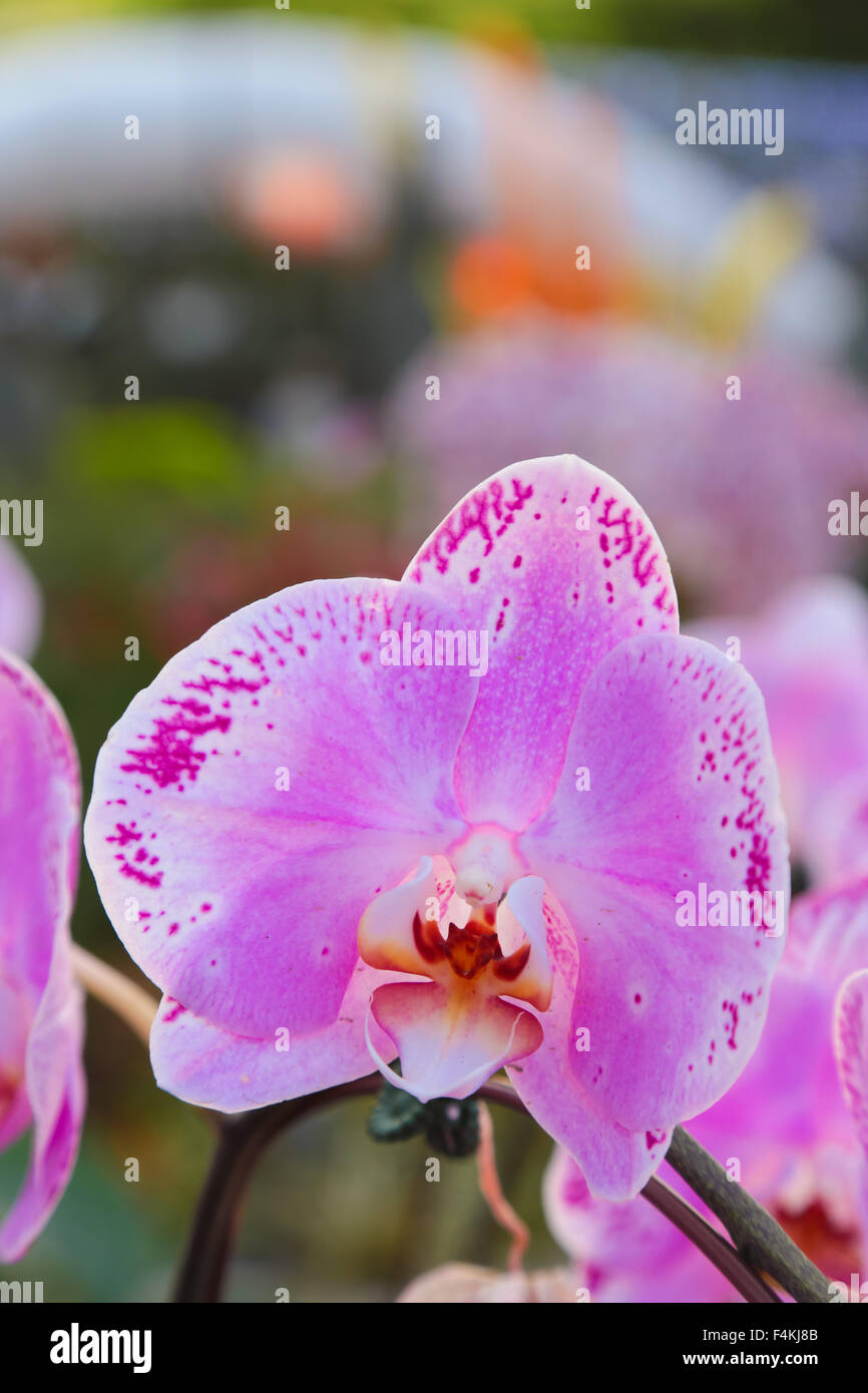 Pink color orchid flower Stock Photo - Alamy