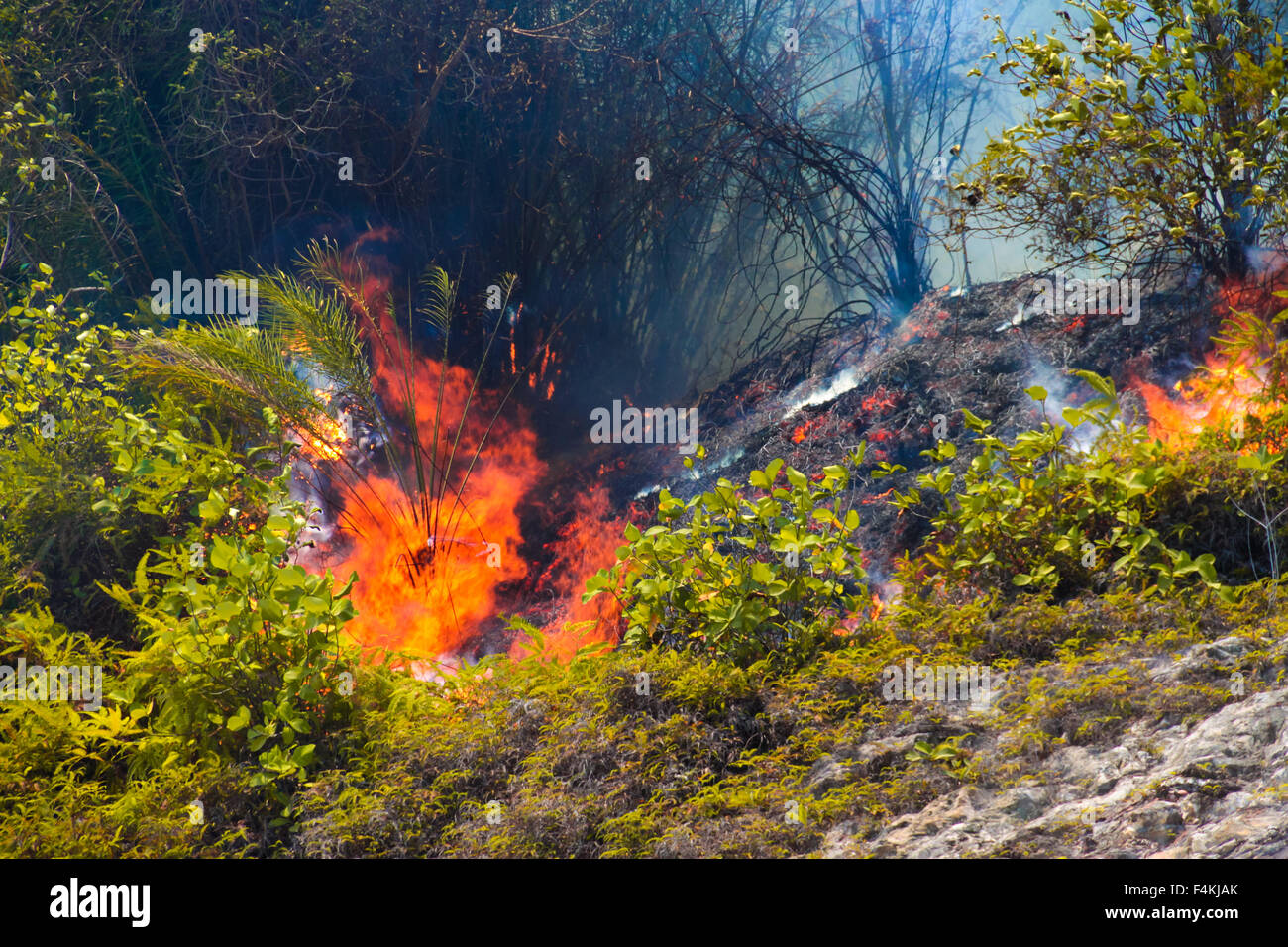 Forest fire cause by drought season on a hill side Stock Photo - Alamy