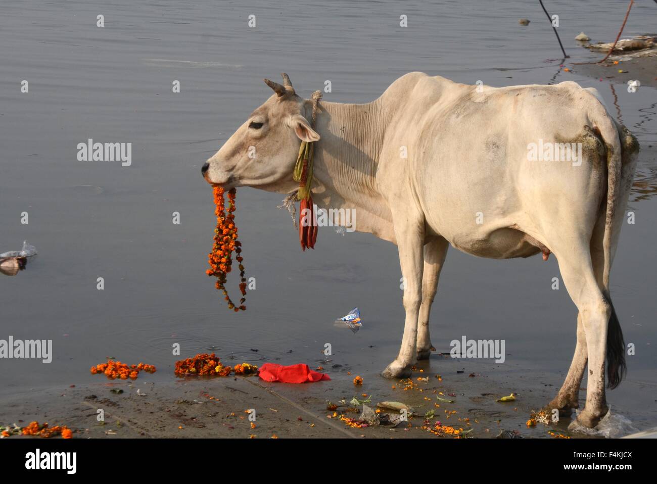 Allahabad, Uttar Pradesh, India. 20th Oct, 2015. Allahabad: A cow eat ...