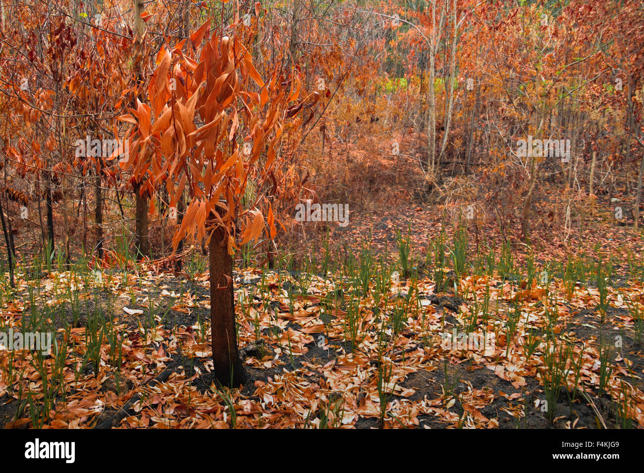 Drought season in Malaysia Stock Photo - Alamy