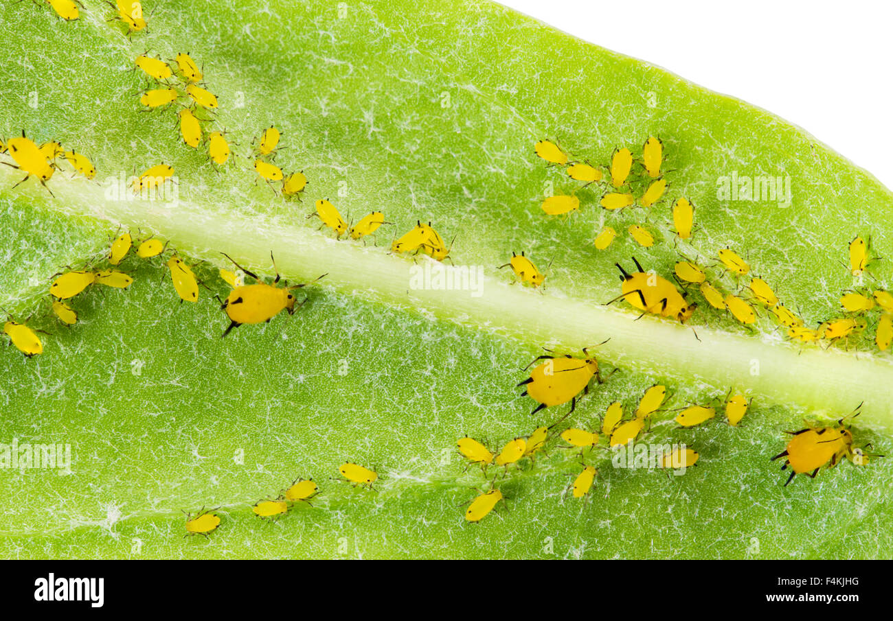 Olender Aphid or Aphis Nerii, pests on Giant Indian Milkweed Stock ...