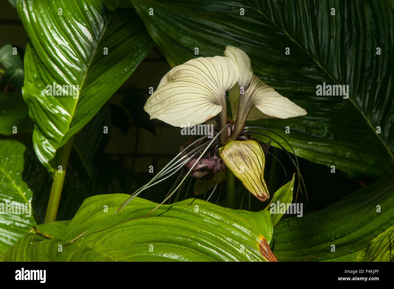 Imposing flower hi-res stock photography and images - Alamy