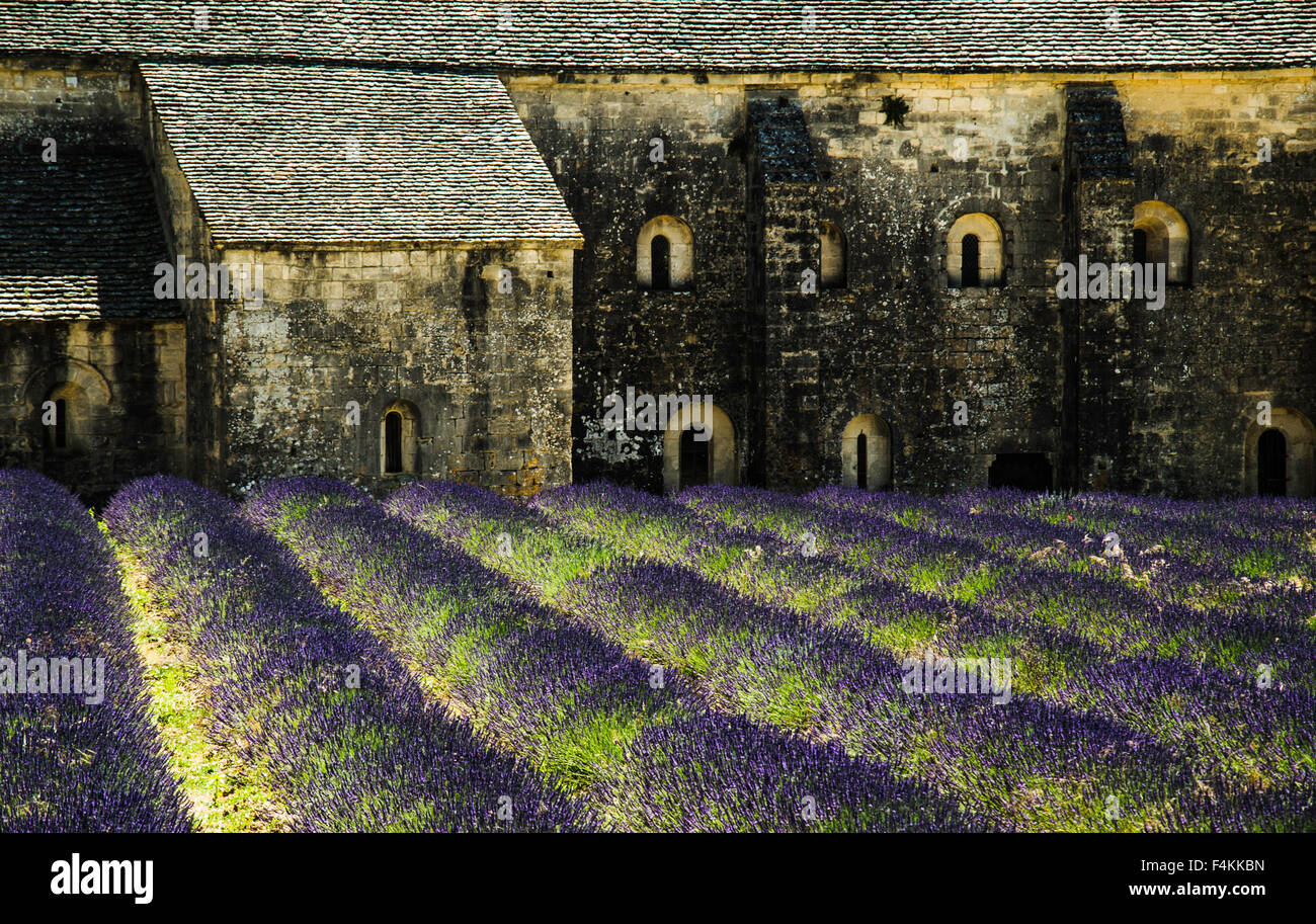 Abbey de senanque in provence hi-res stock photography and images - Alamy