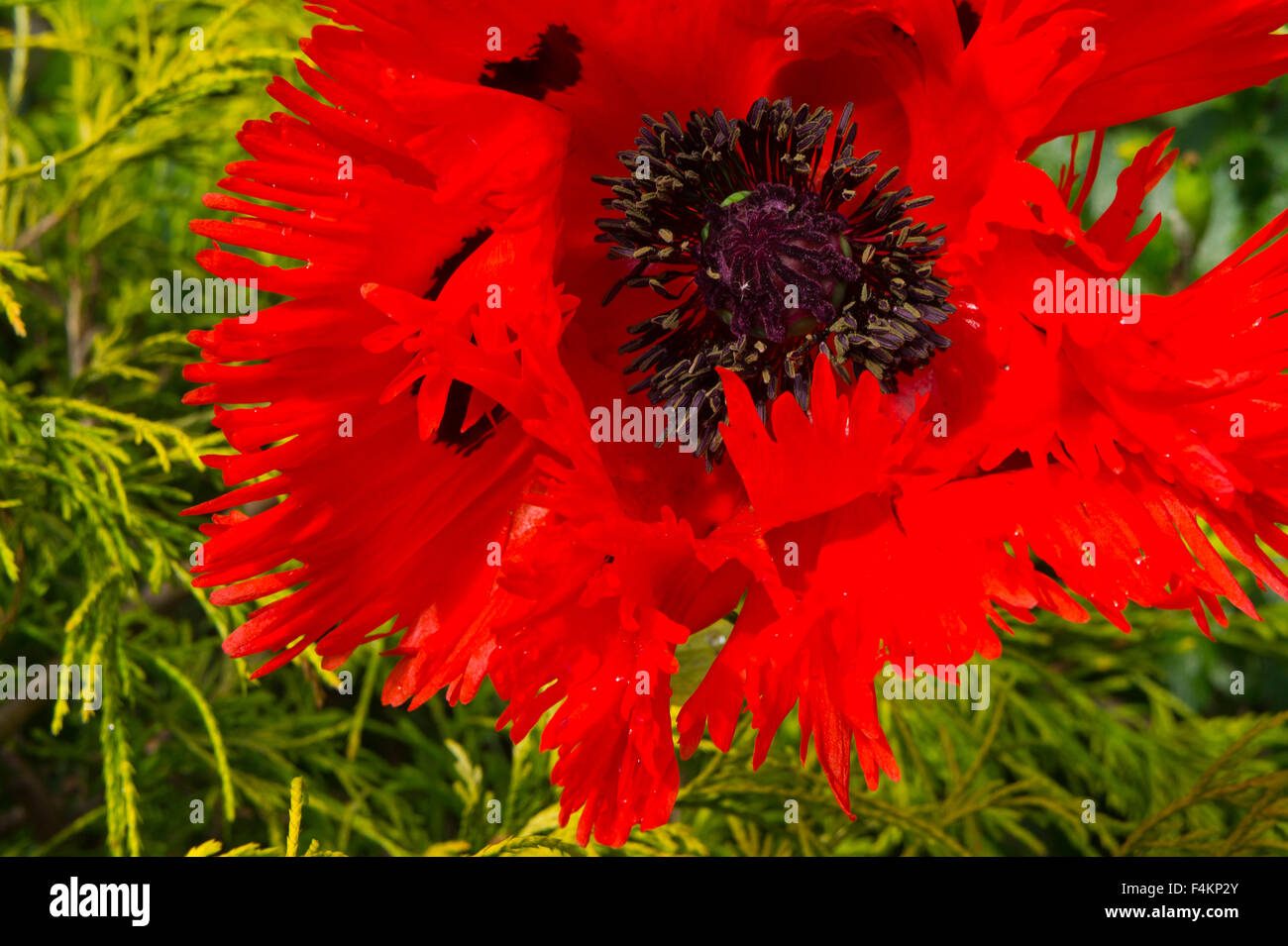 Poppies red hi-res stock photography and images - Alamy