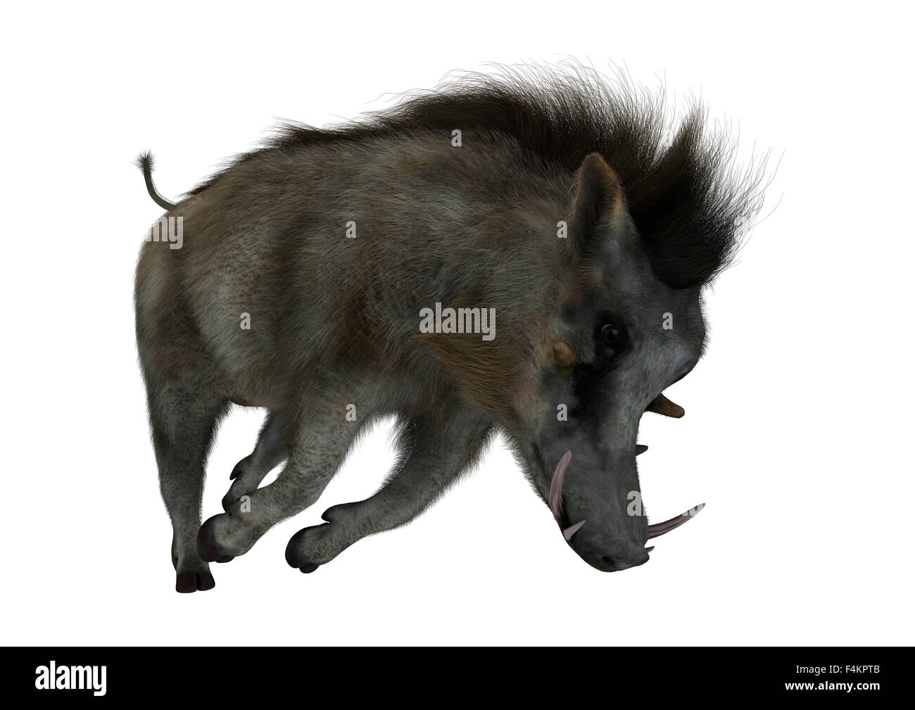 3D digital render of a warthog isolated on white background Stock Photo ...