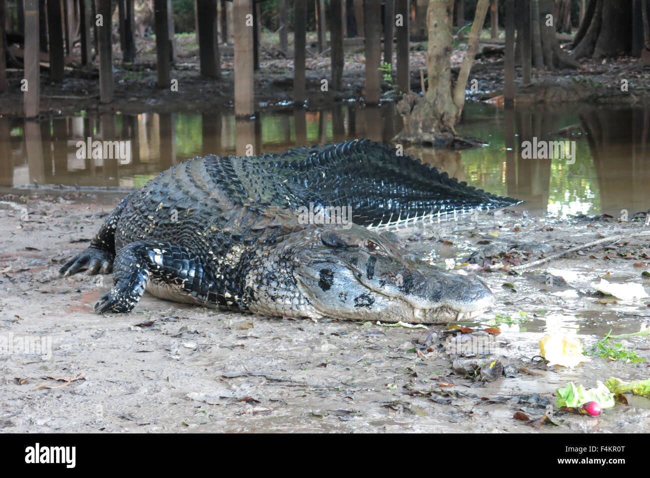 Caiman (Caimaninae) at Madidi National Park, Bolivia Stock Photo - Alamy
