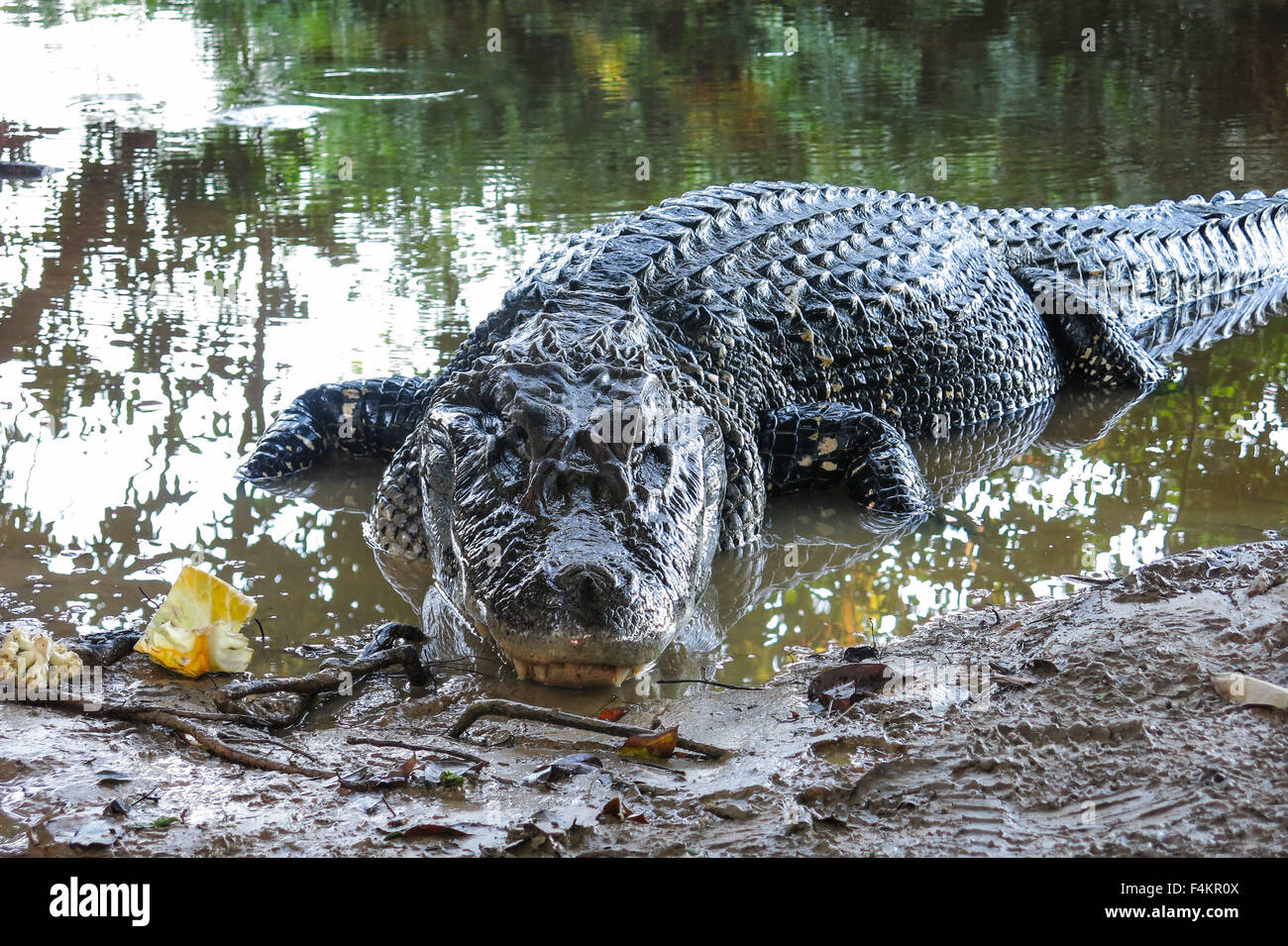 Caiman (Caimaninae) at Madidi National Park, Bolivia Stock Photo - Alamy