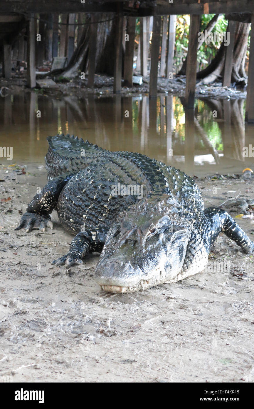 Caiman (Caimaninae) at Madidi National Park, Bolivia Stock Photo - Alamy