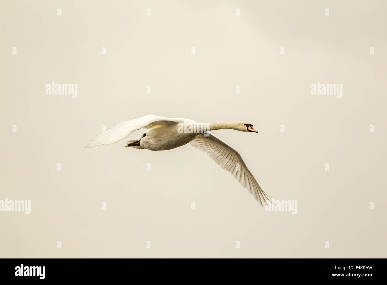Swan flight hi-res stock photography and images - Alamy