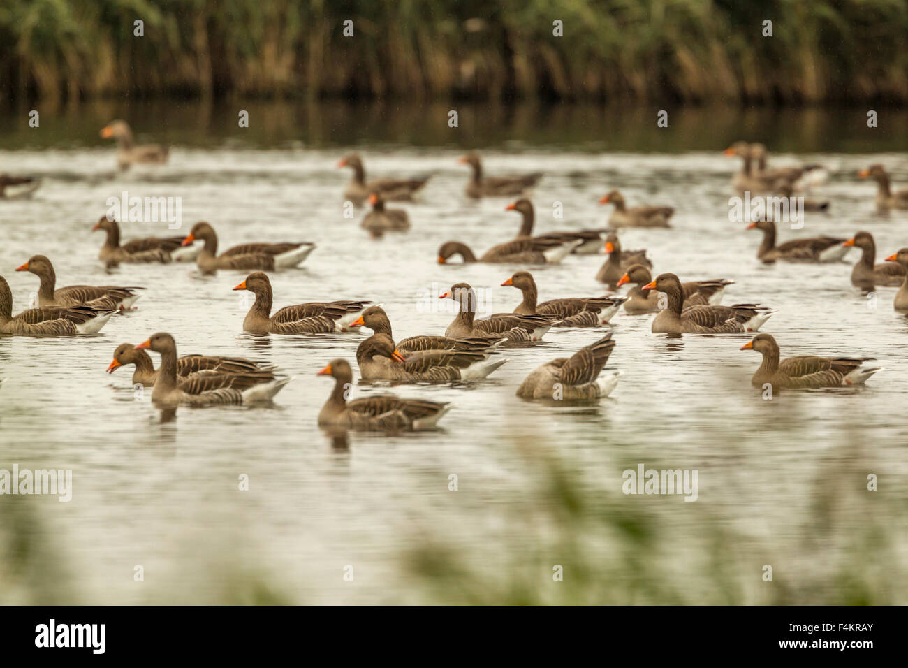 Many mallards hi-res stock photography and images - Alamy