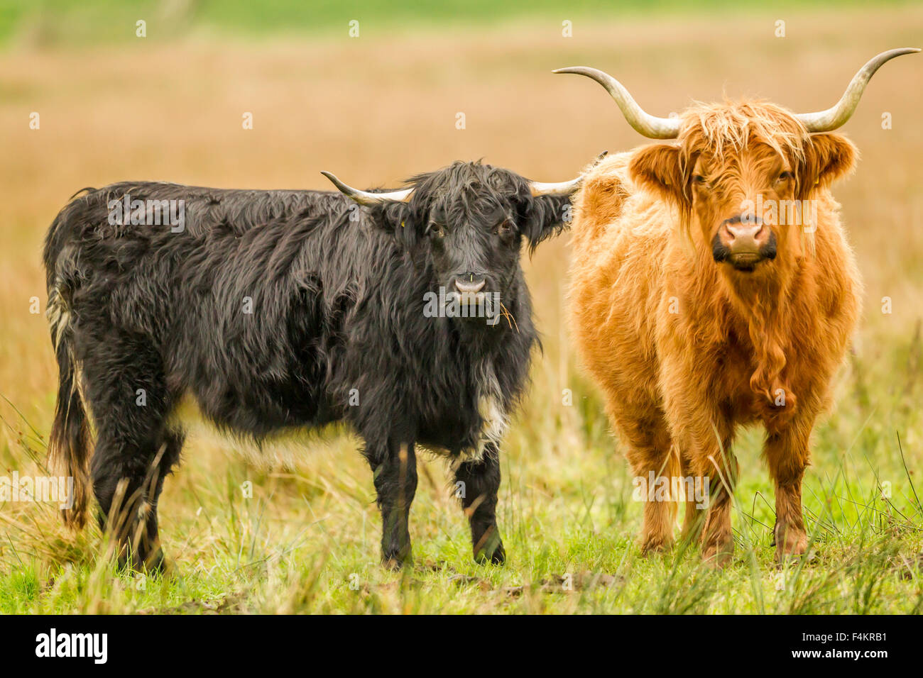 Highland cattle with horns hi-res stock photography and images - Alamy