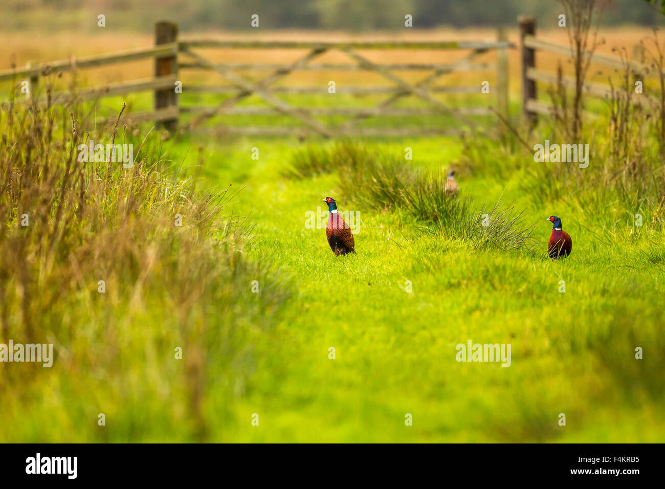 pheasants in front of a old rotten fence and gate Stock Photo - Alamy
