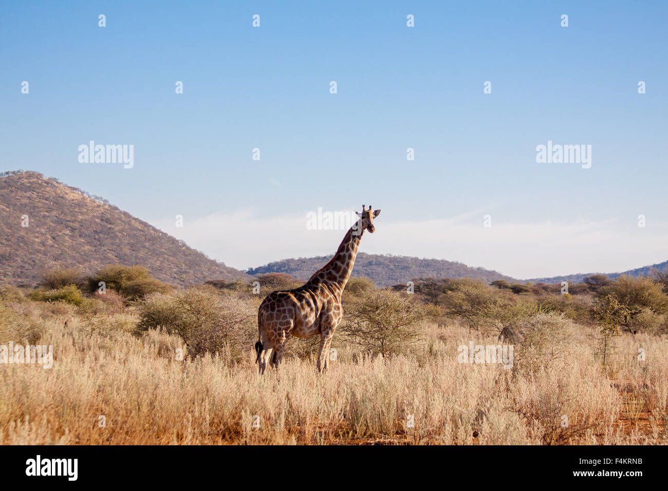 Otavi hi-res stock photography and images - Alamy