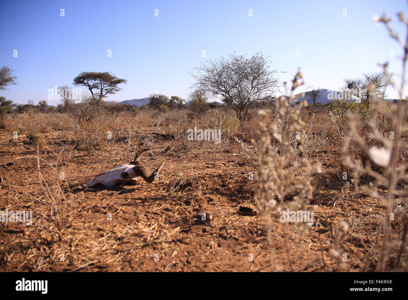 Otavi hi-res stock photography and images - Alamy