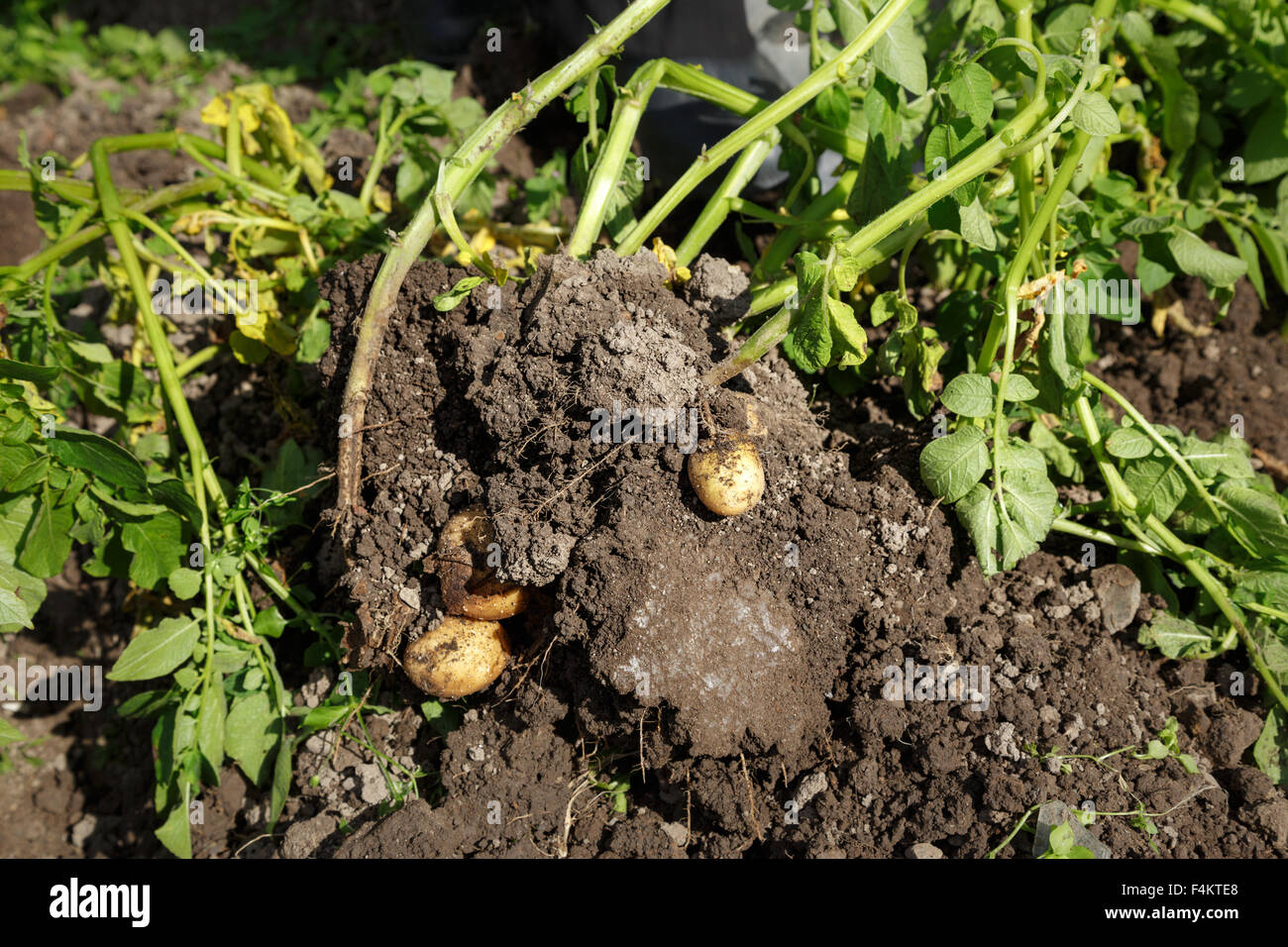 New potatoes in soil hi-res stock photography and images - Alamy
