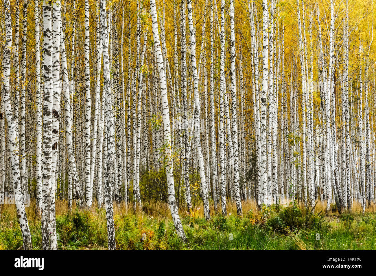 Bright beautiful birch grove hi-res stock photography and images - Alamy