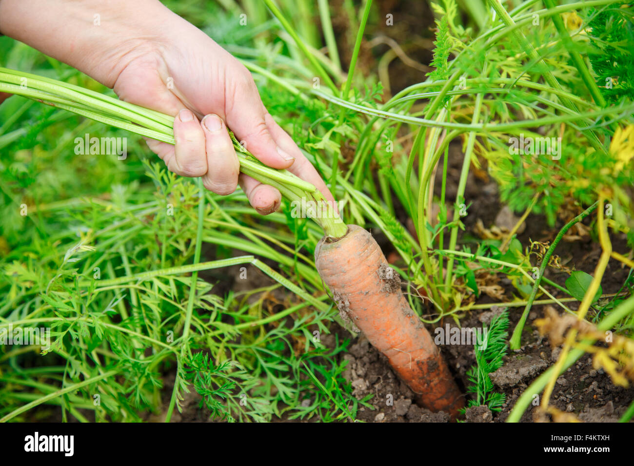 Female hand dragging young carrot out of soil Stock Photo - Alamy