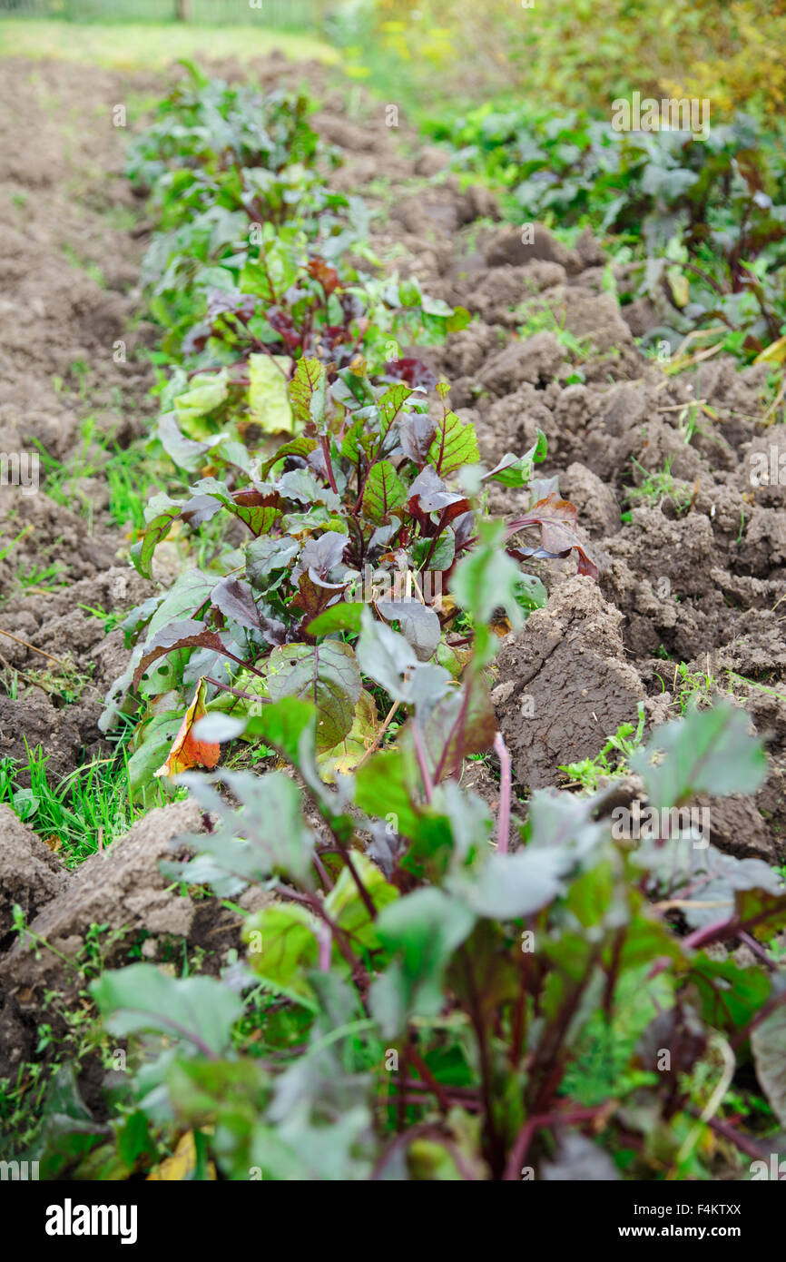 Beetroot seedling hi-res stock photography and images - Alamy
