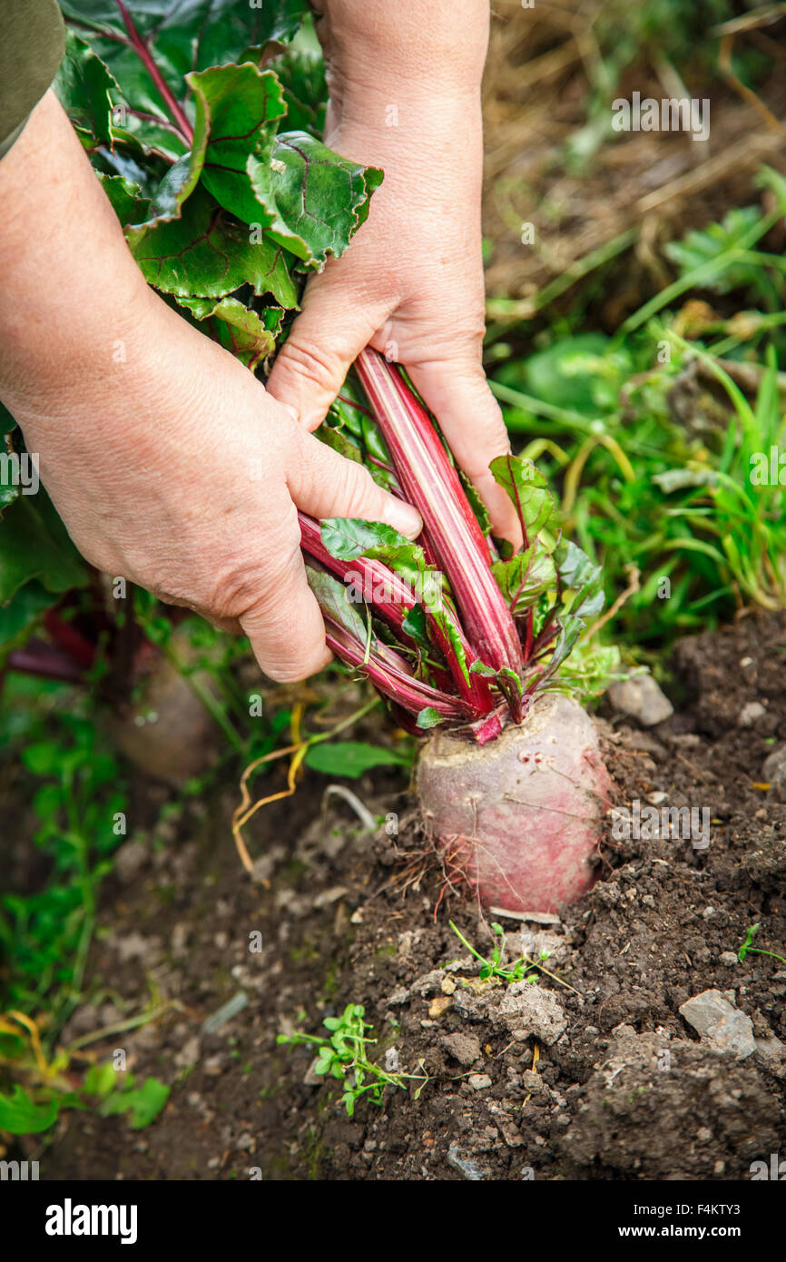 Beet root, soil hi-res stock photography and images - Alamy