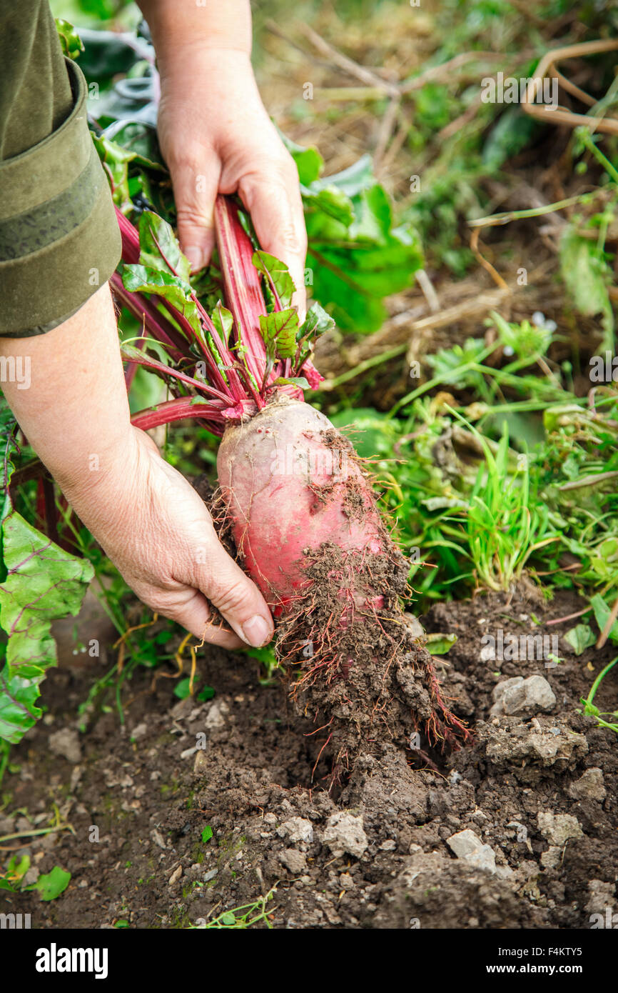 Beet root, soil hi-res stock photography and images - Alamy