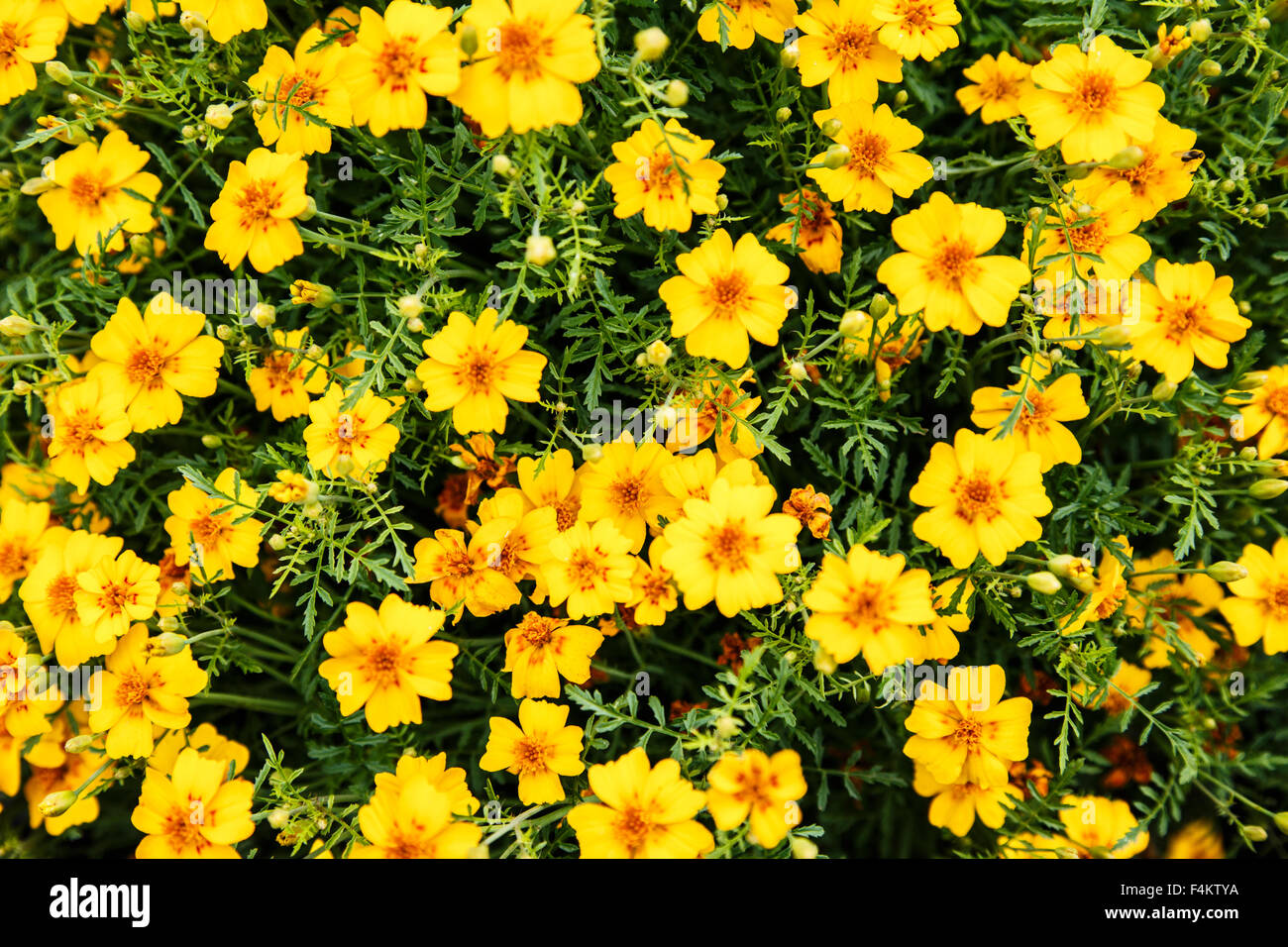 Yellow marigolds as colorful background in closeup Stock Photo - Alamy