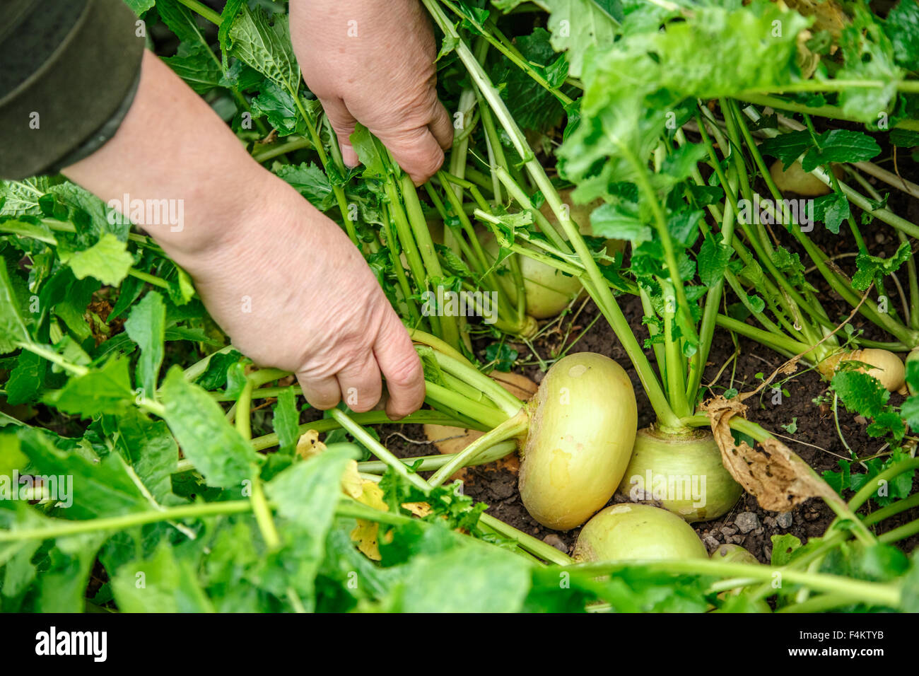 Female hand dragging young turnip out of soil Stock Photo - Alamy