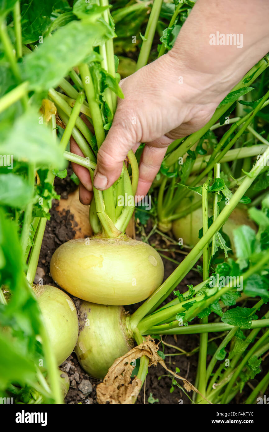 Female hand dragging young turnip out of soil Stock Photo - Alamy