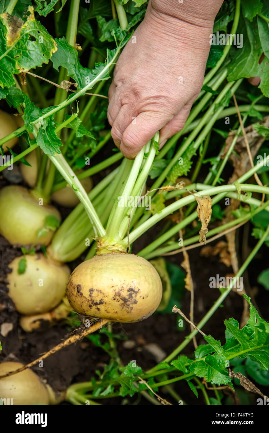 Female hand dragging young turnip out of soil Stock Photo - Alamy