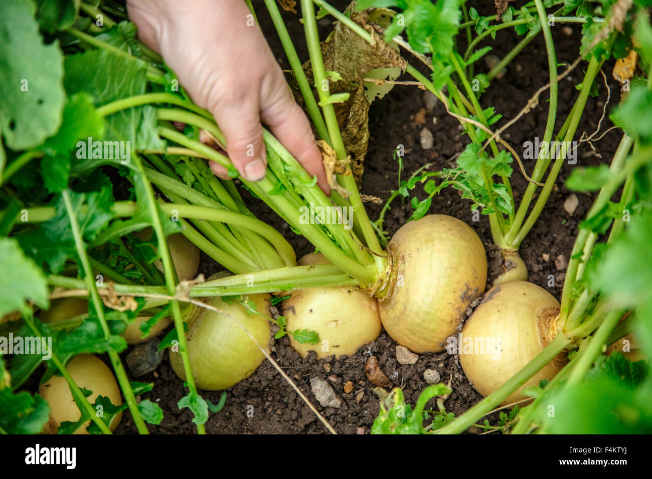 Female hand dragging young turnip out of soil Stock Photo - Alamy