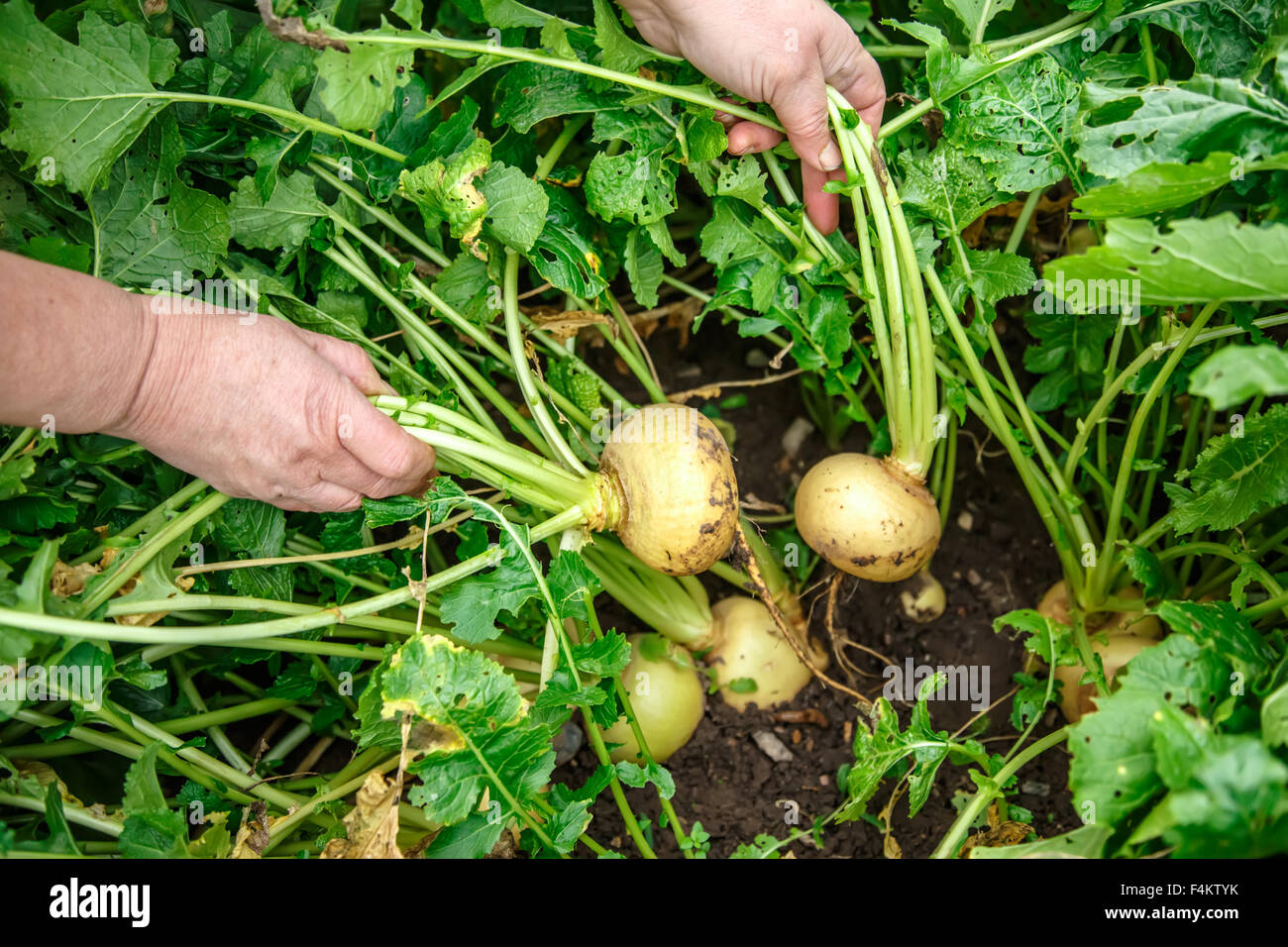 Female hand dragging young turnip out of soil Stock Photo - Alamy