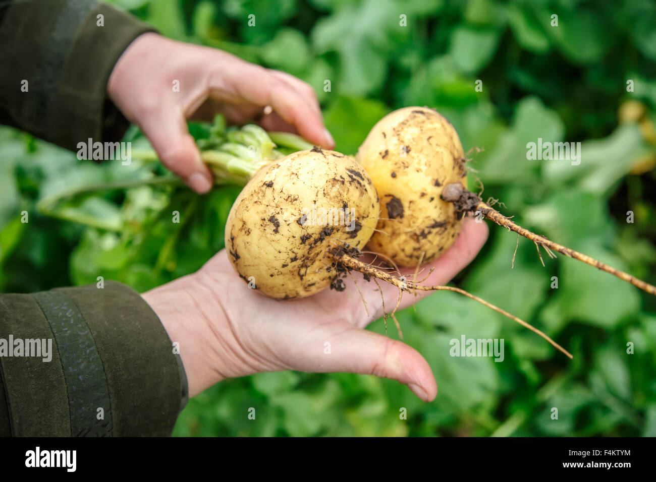 Female hand holding young turnips in closeup Stock Photo - Alamy