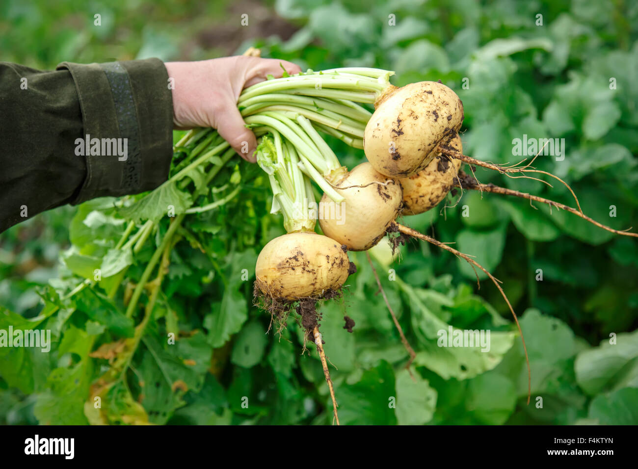 Female hand holding young turnips in closeup Stock Photo - Alamy