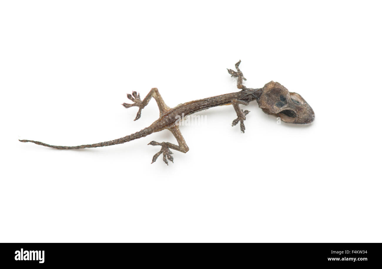 dead lizard isolated on a white Stock Photo - Alamy