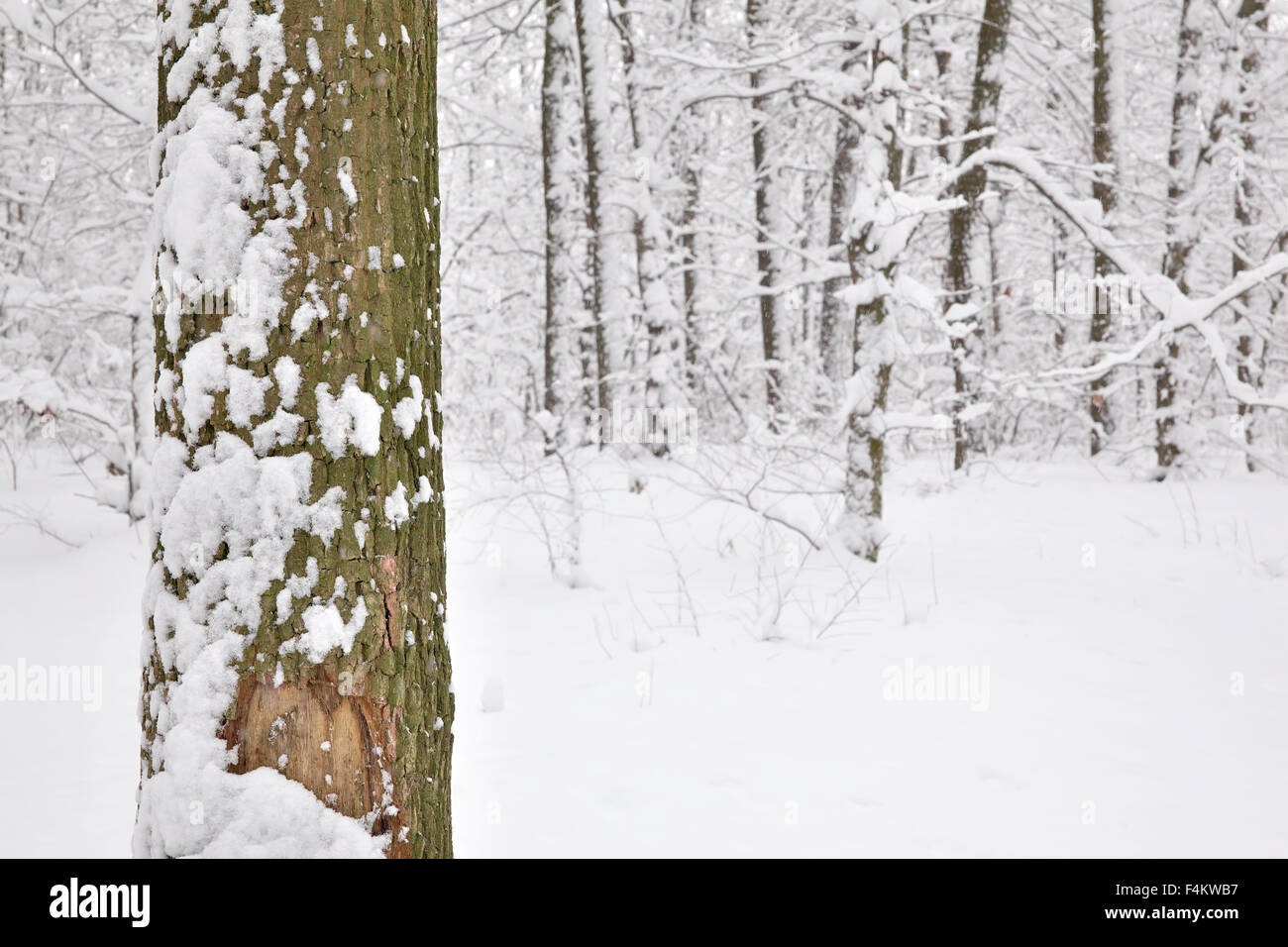 Winter forest scene hi-res stock photography and images - Alamy