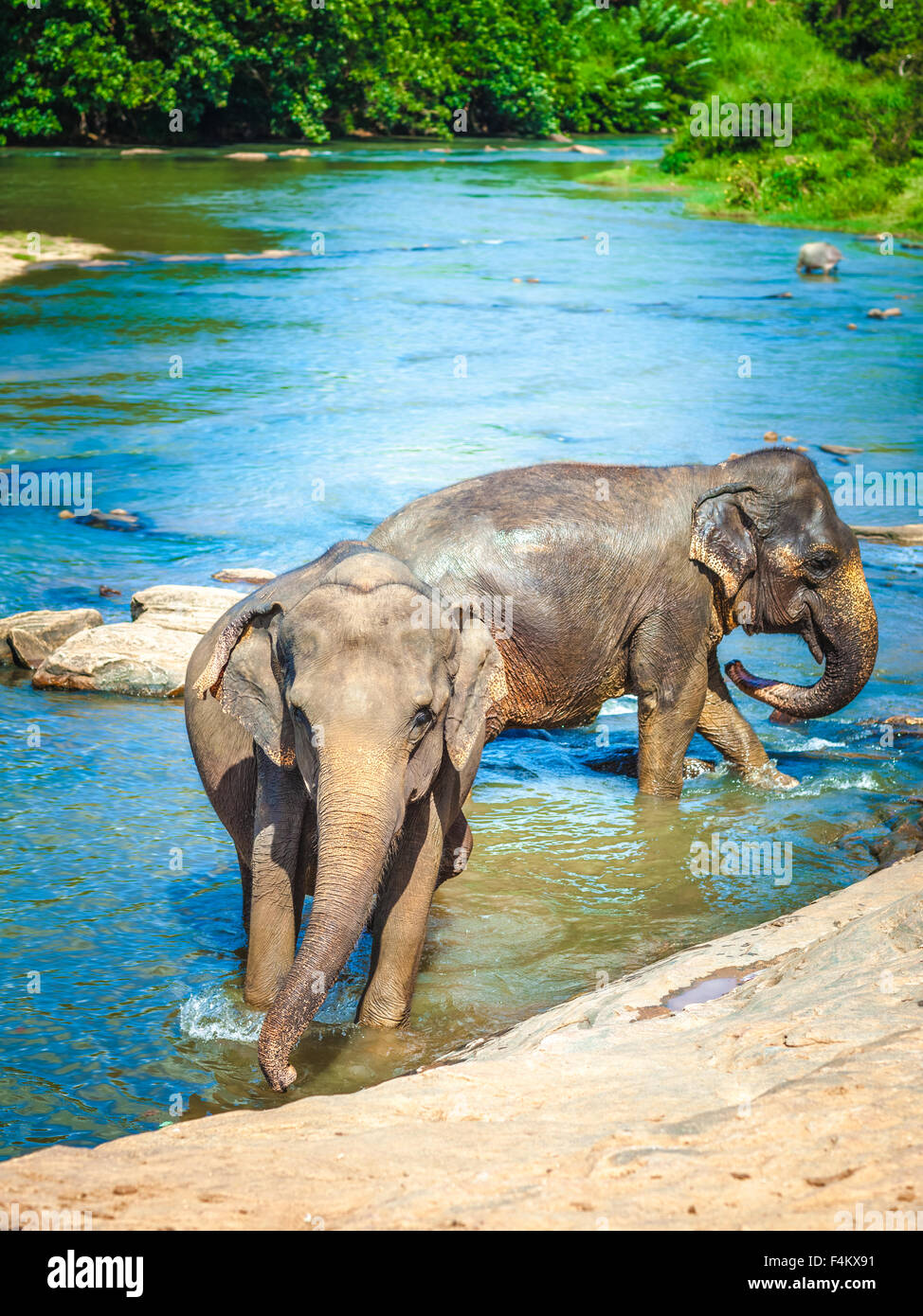 Elephants bathing in a river Stock Photo - Alamy
