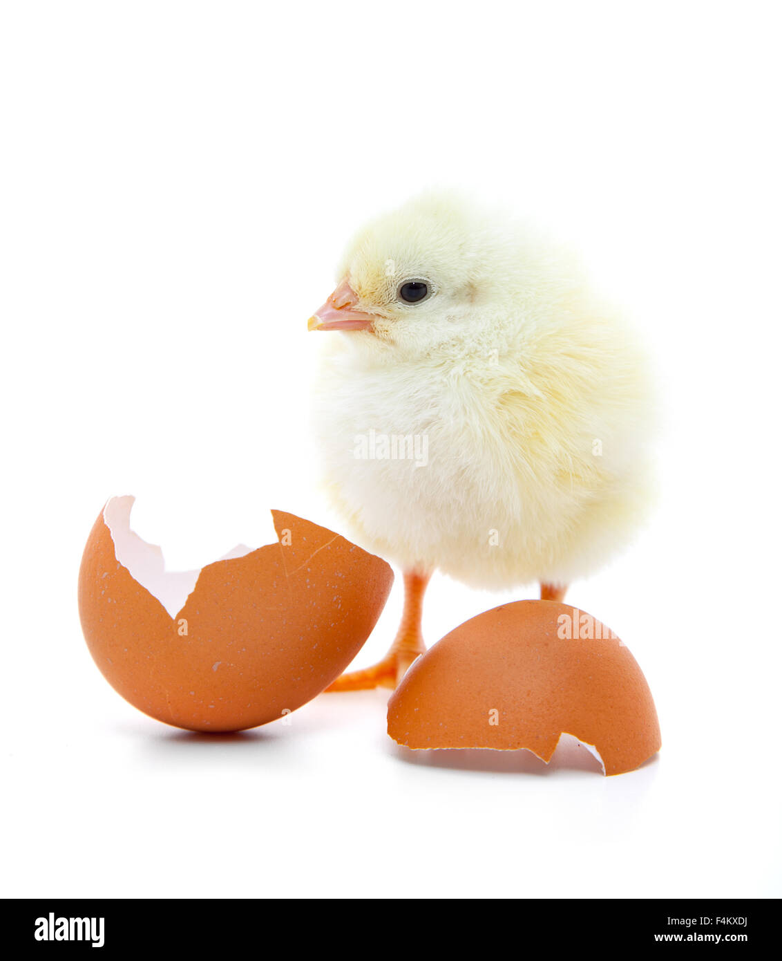 Cute little chick. All on white background Stock Photo - Alamy