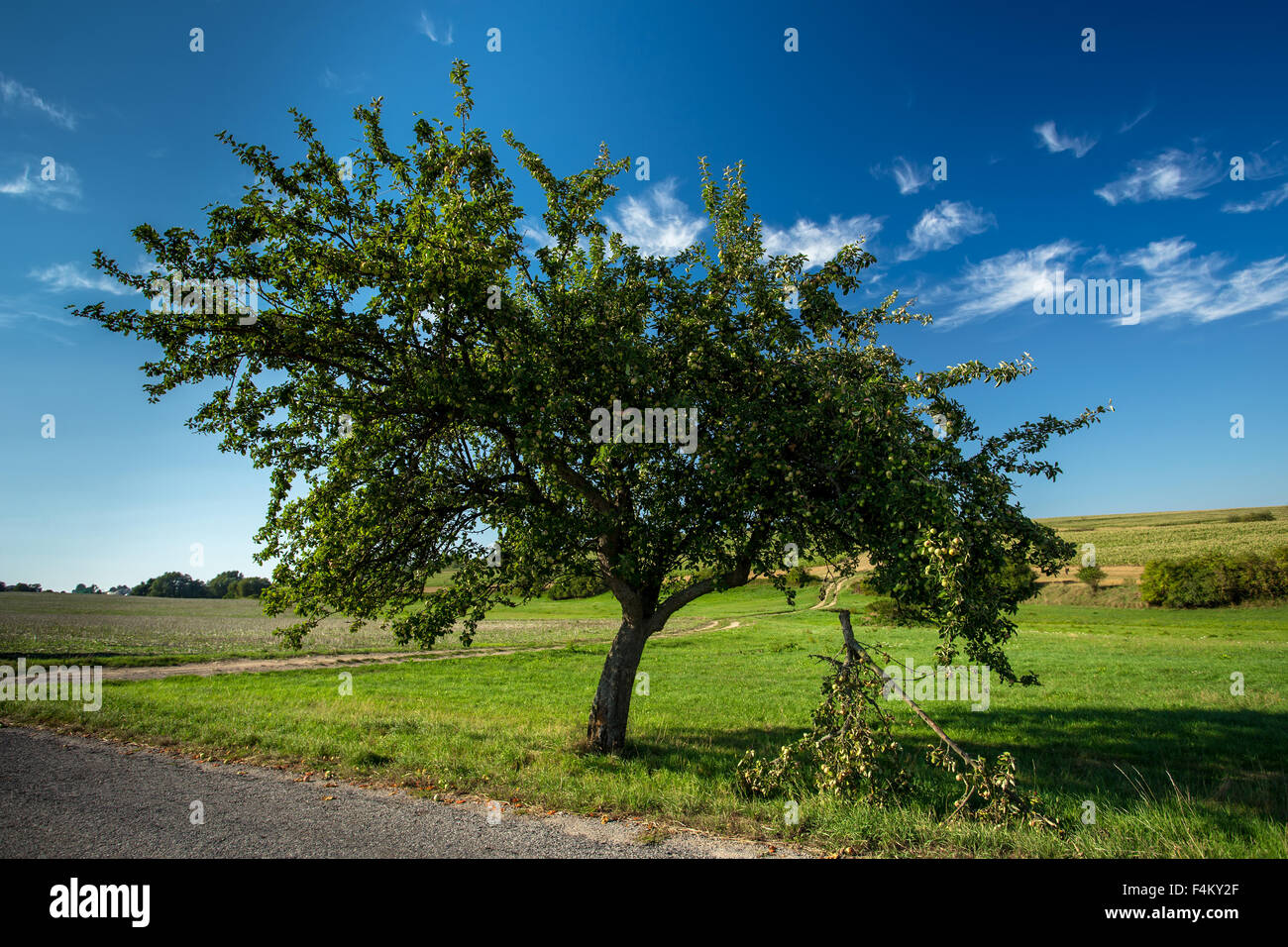 Green Apple on the tree branch on road, rural scene, Czech Republic ...