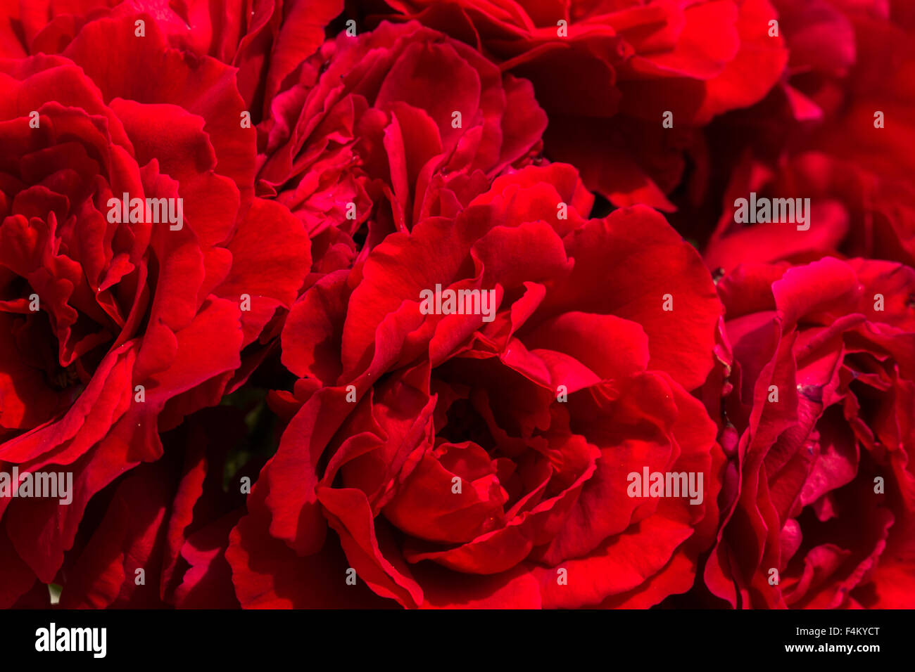 beautiful red roses macro outdoor shoot, for romatic love background ...