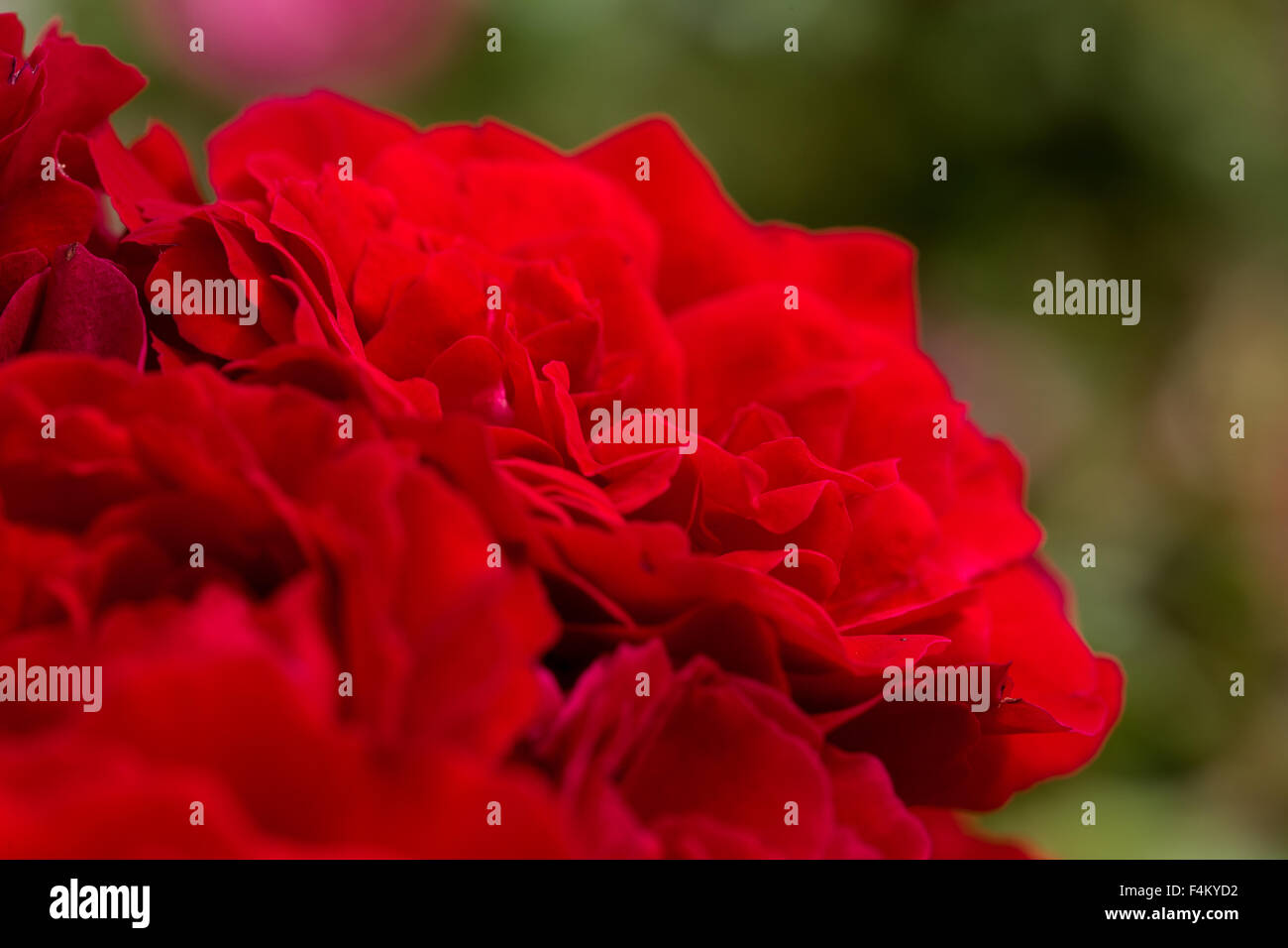 beautiful red roses macro outdoor shoot, for romatic love background ...