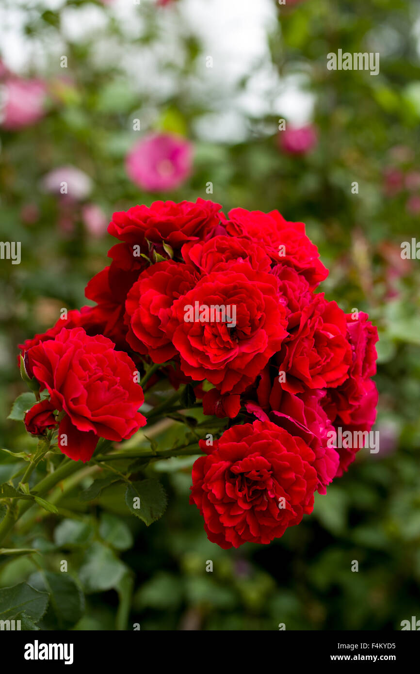 beautiful red roses in garden, romatic love background, shallow focus ...